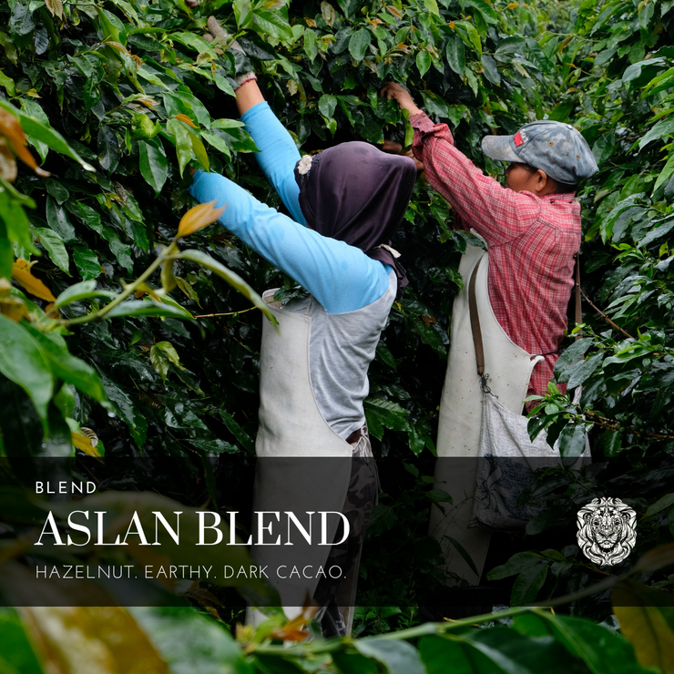 Coffee Beans – ASLAN Coffee Roasters
